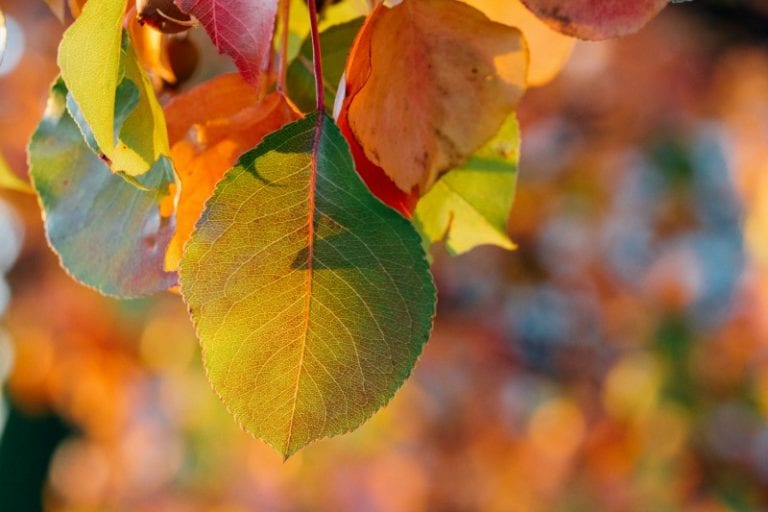 How to Have a Fall Staycation- Ottawa Mommy Club