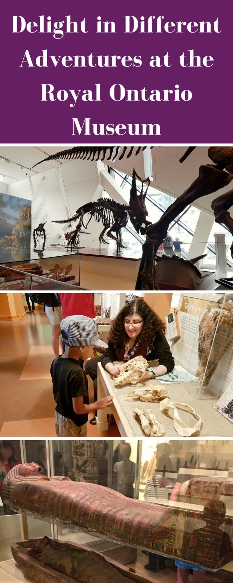 Delight in Different Adventures at the Royal Ontario Museum