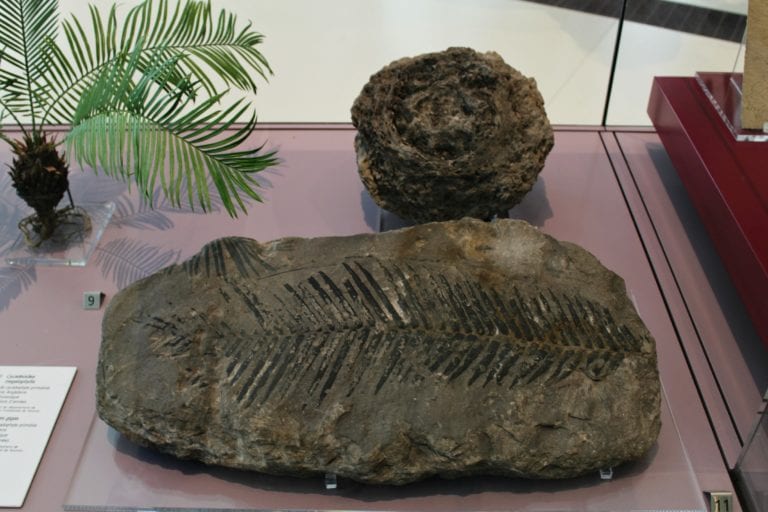 Delight in Different Adventures at the Royal Ontario Museum