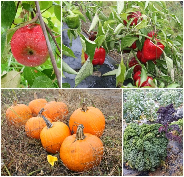Get Up Close to Food with Farm and Food Care Ontario - Ottawa Mommy Club