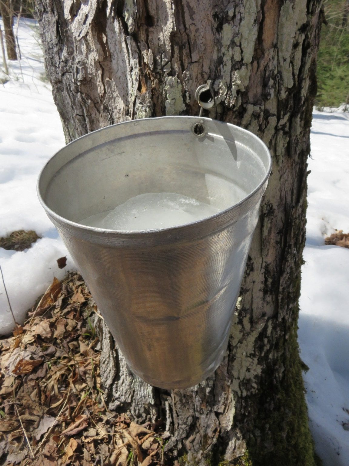 Sugar Bushes in Ottawa | OMC